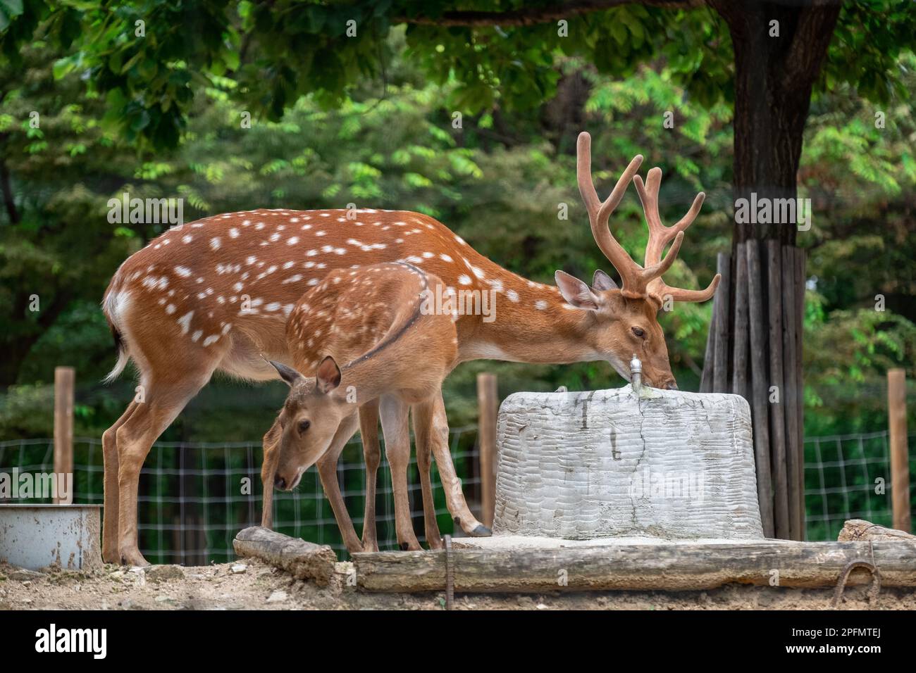 Deer drinking water at Seoul Forest, South Korea Stock Photo - Alamy