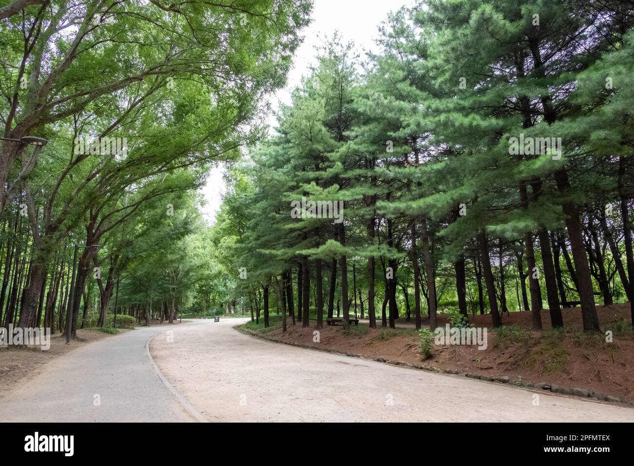 Walking path with tree along the way. Seoul Forest in Seoul, South ...