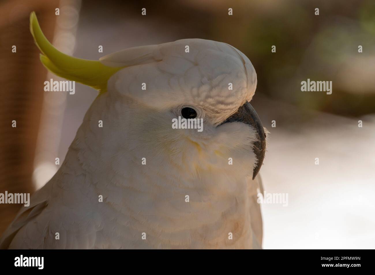 Wild Australian native white cockatoo portrait. close up Stock Photo ...