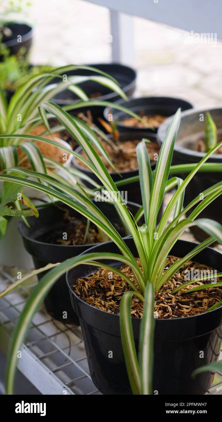 Various potted plants arranged in greenhouse. Plant lovers concept ...