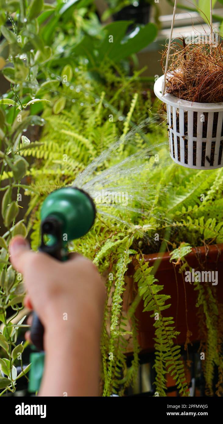 Female hand is watering plants in pot in the morning with spray gun ...