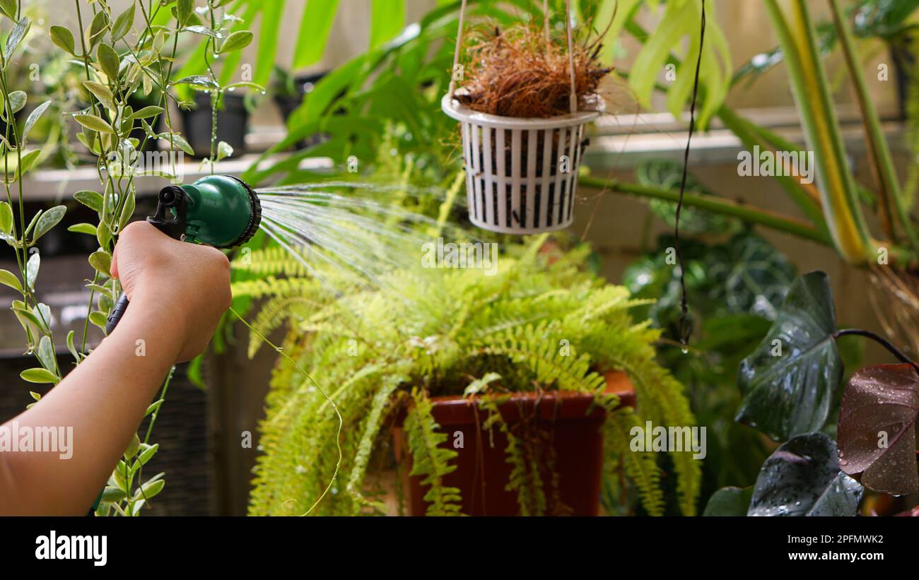Female hand is watering plants in pot in the morning with spray gun ...