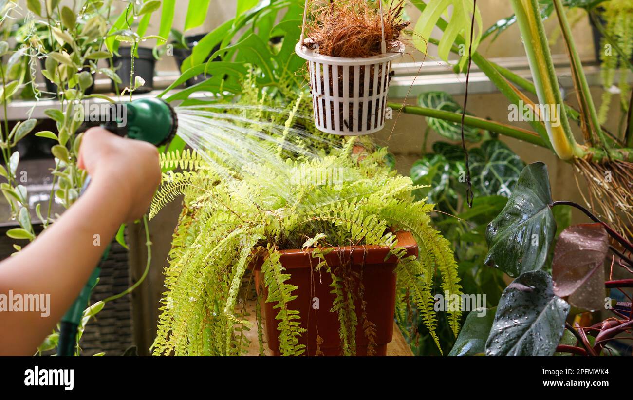 Female hand is watering plants in pot in the morning with spray gun ...