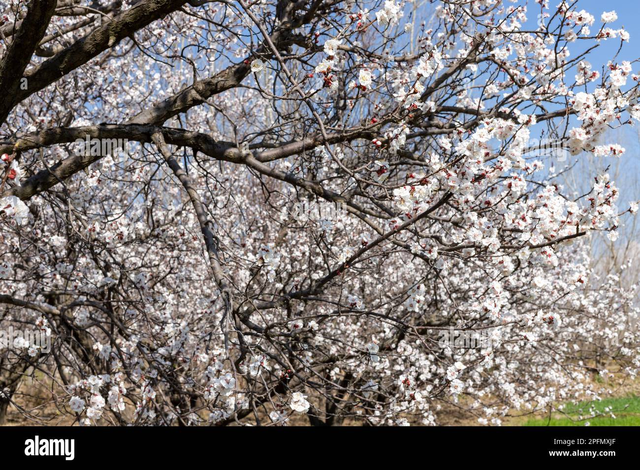 Apricot tree branches in hi-res stock photography and images - Alamy