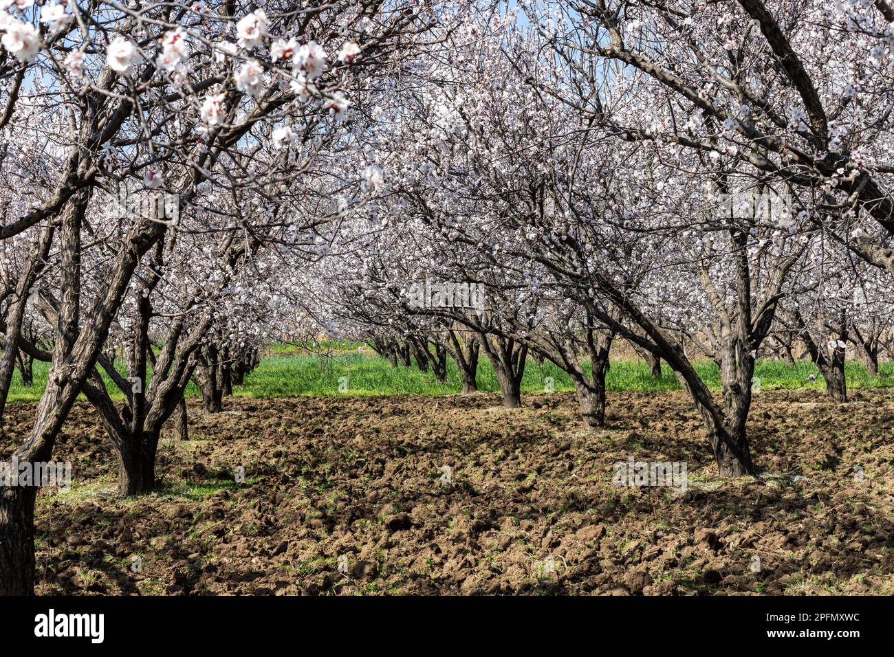 Blooming Apricot trees in the fruit orchard in the spring in Pakistan ...