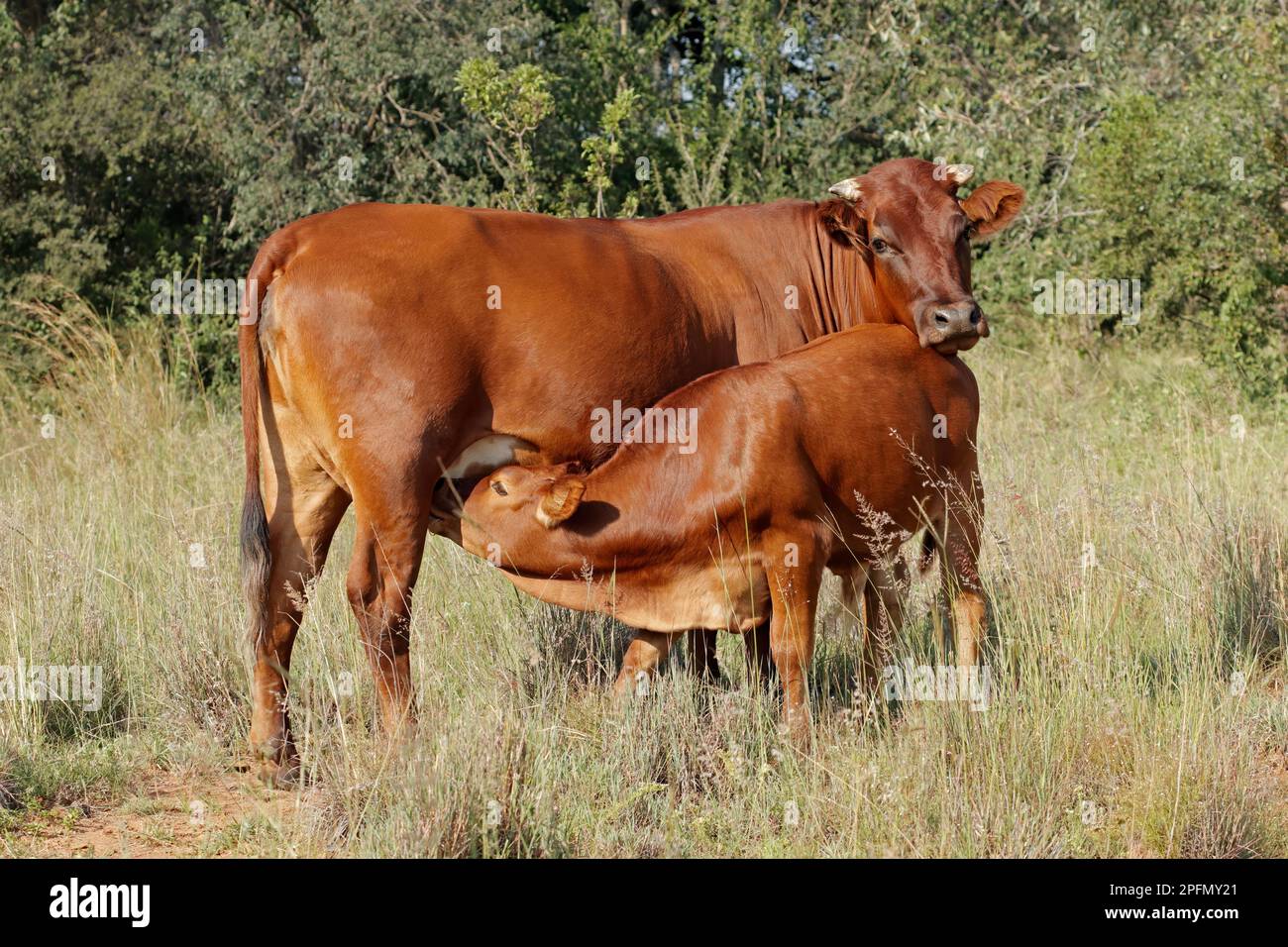 Free range cow with suckling calf on a rural farm, South Africa Stock ...