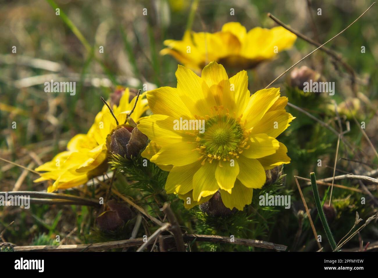 Yellow pheasant's eye or Adonis vernalis flower in nature at spring ...