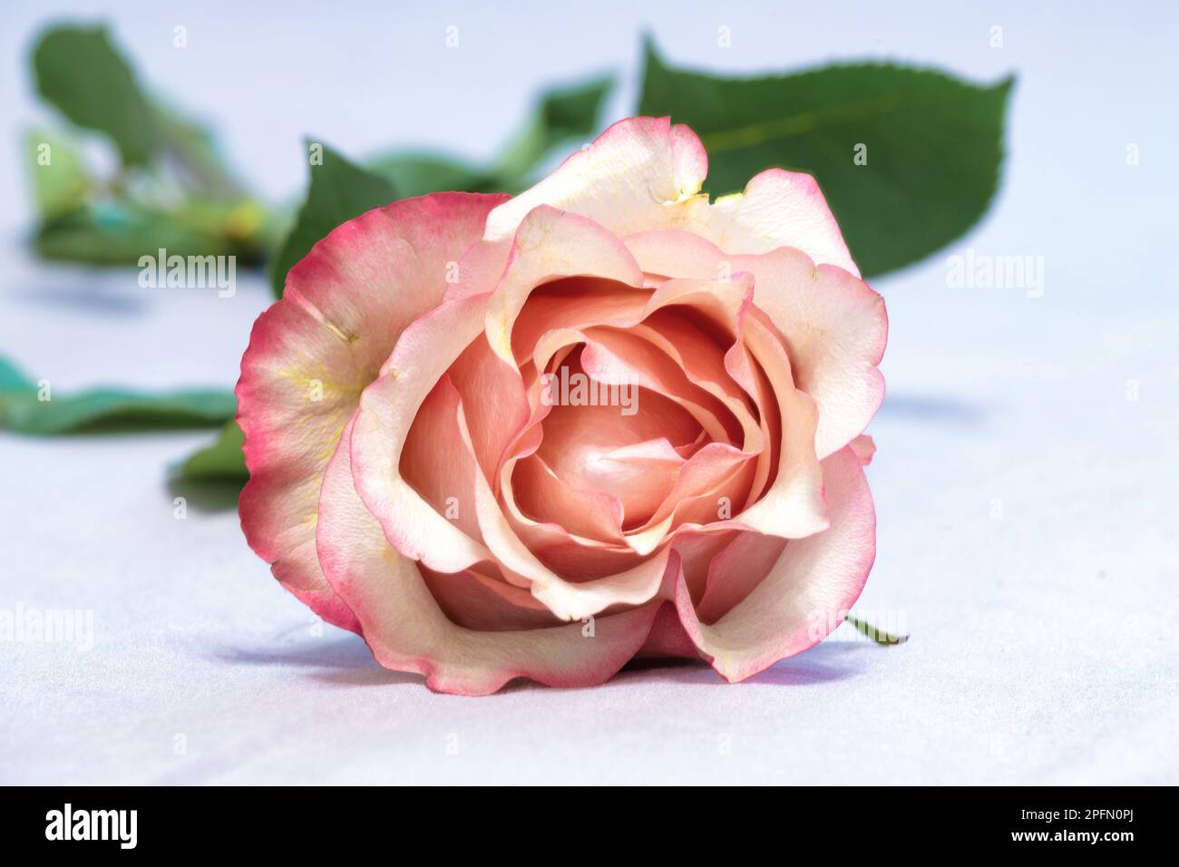 Cream rose closeup Stock Photo - Alamy