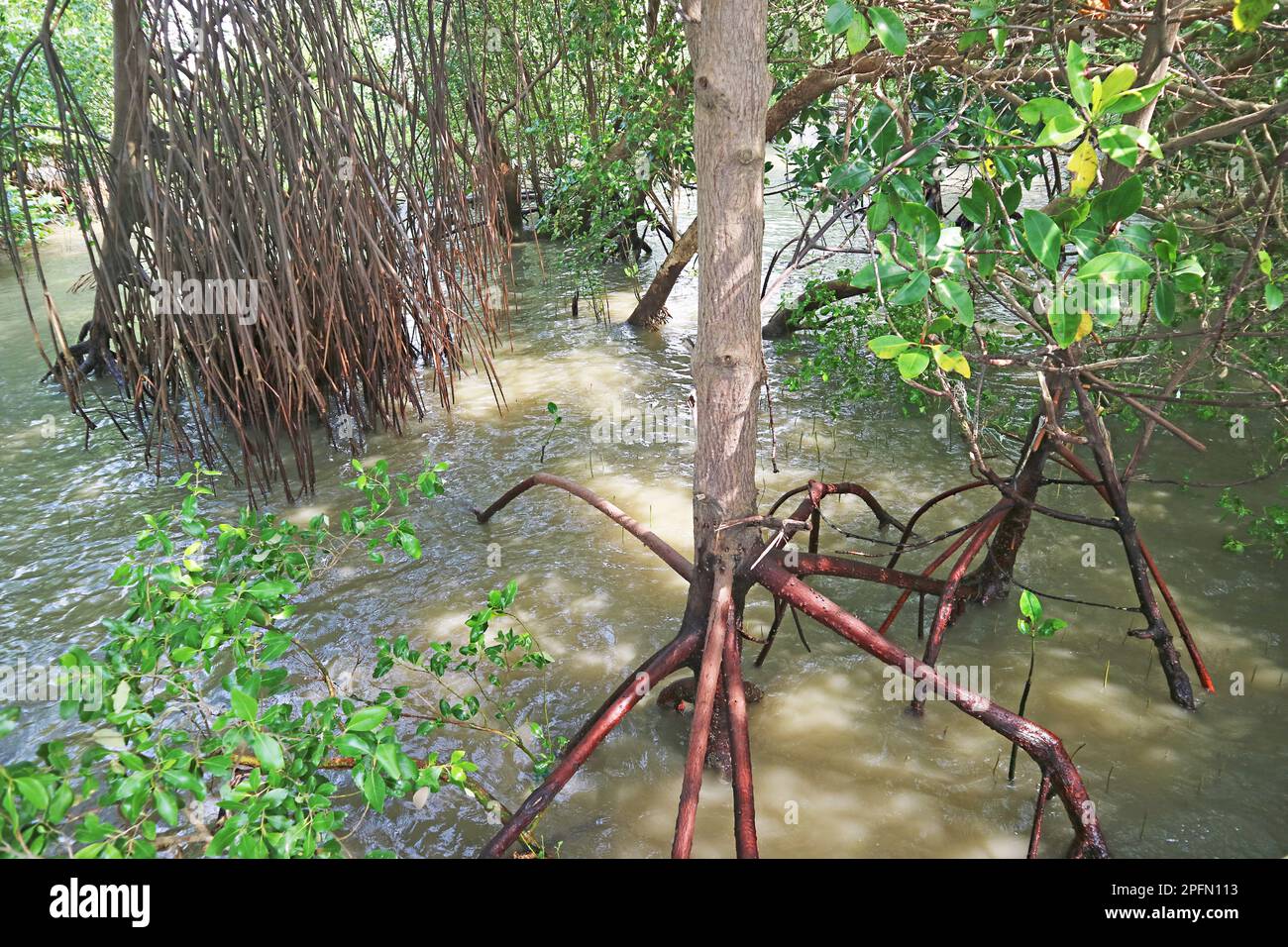 Mangrove tree with amazing aerial roots in muddy water of mangrove ...