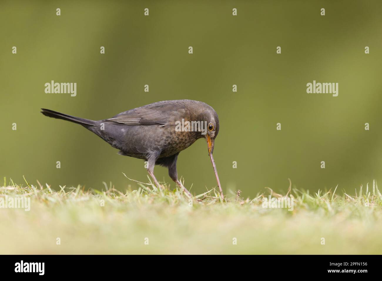Common blackbird Turdus merula, adult female pulling worm from lawn ...