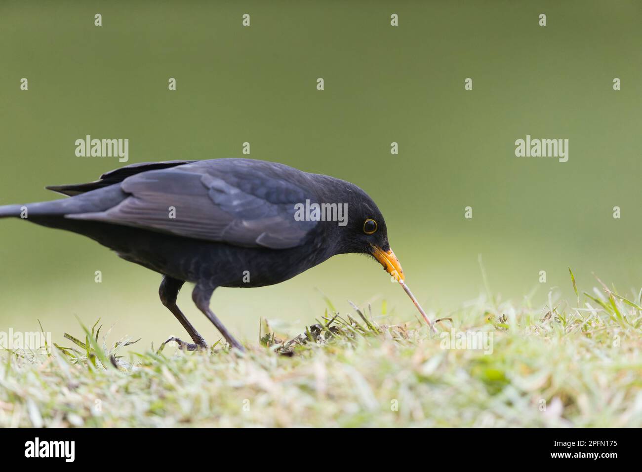 Common blackbird Turdus merula, adult male pulling worm from lawn ...