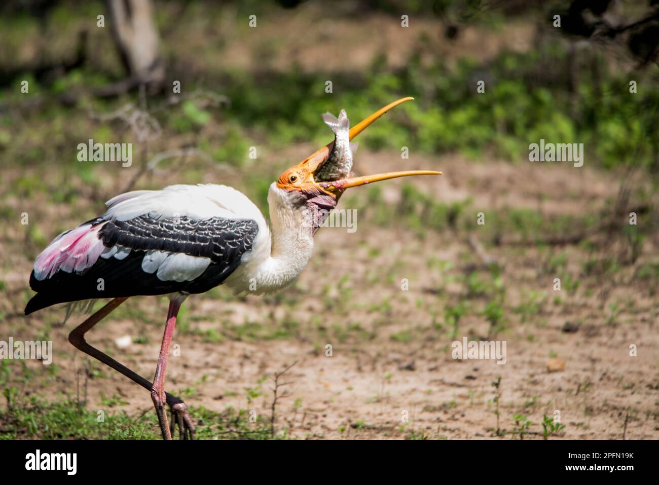 Painted stork picture hi-res stock photography and images - Alamy