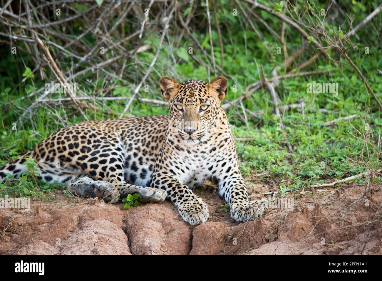 A close encounter of a leopard at Yala National Park, Sri Lanka Stock ...