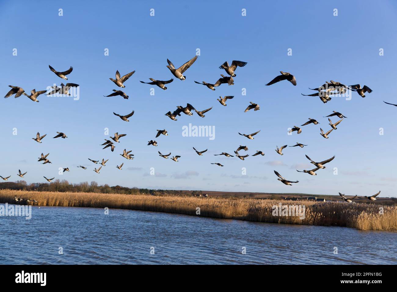 Brent goose Branta bernicla, flock flying on over scrape taken from ...
