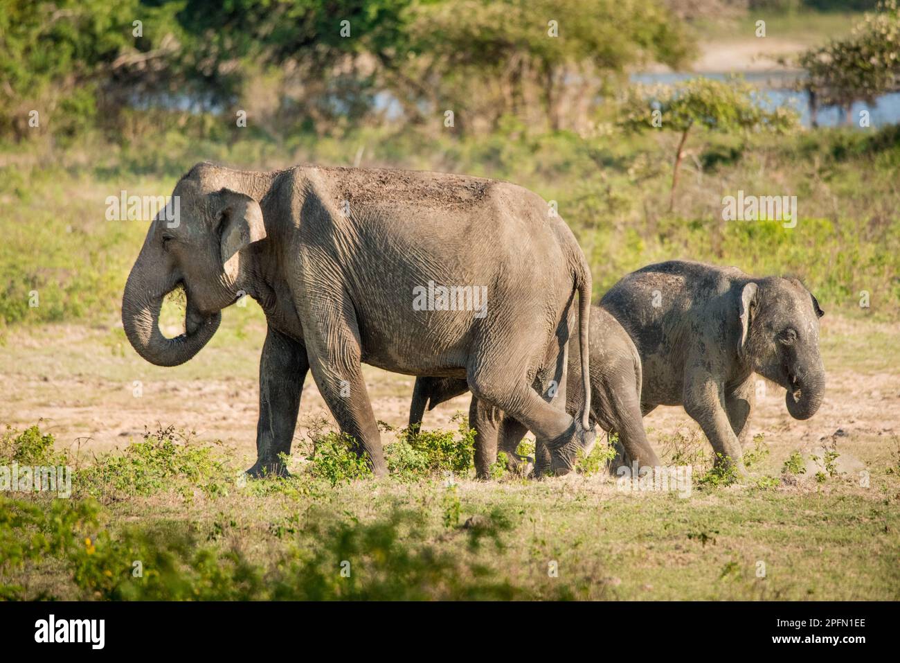 Playtime in nature hi-res stock photography and images - Alamy