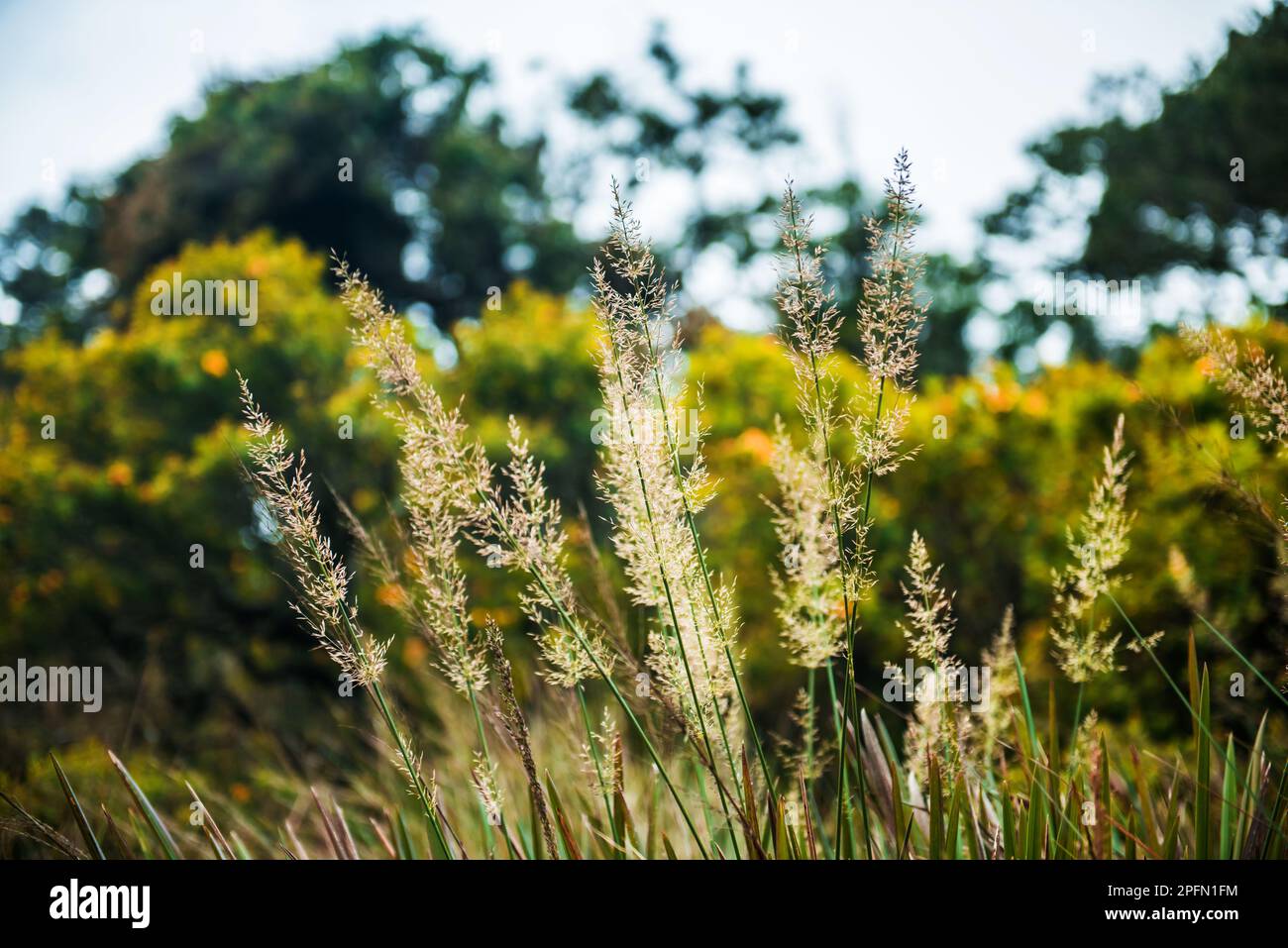 Eye catching greenery at Horton Plains, Sri Lanka Stock Photo - Alamy
