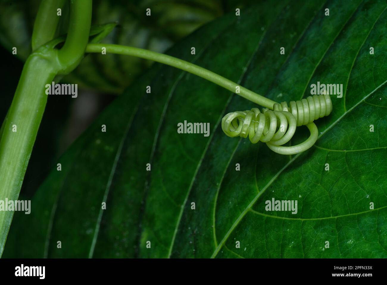 close shot of the green creeping tendril Stock Photo - Alamy