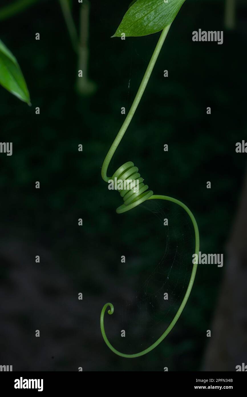 Tendril climbing shrub hi-res stock photography and images - Alamy