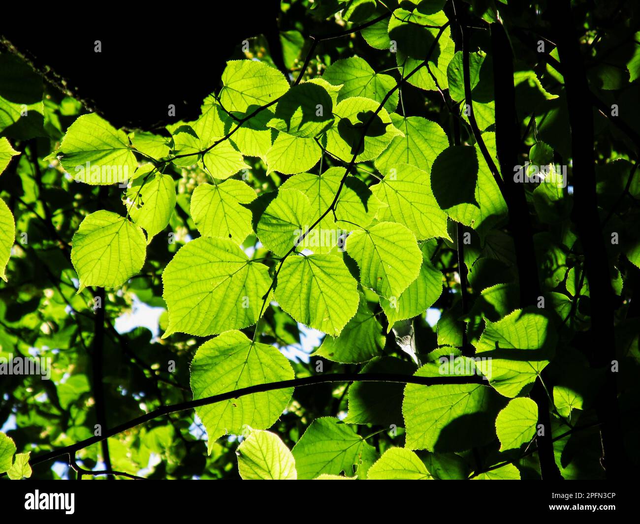 The Back-lit leaves of a large-leaved lime tree, Tilia Platyphyllos ...