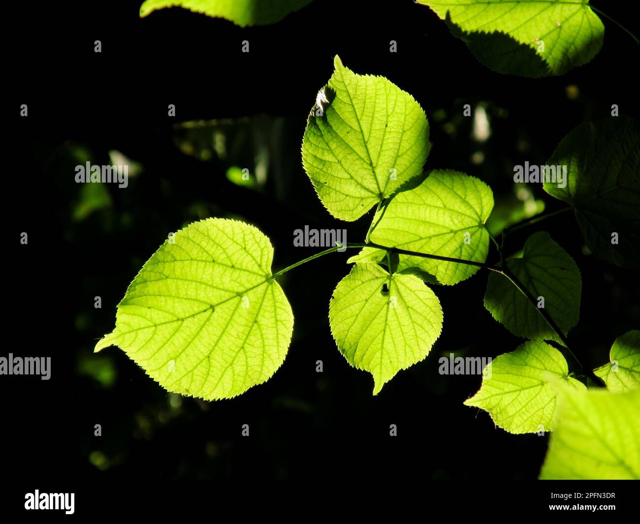 The Back-lit leaves of a large-leaved lime tree, Tilia Platyphyllos ...