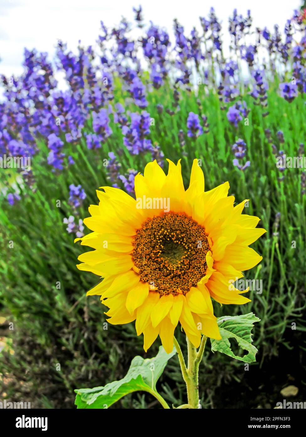 Purple sunflower hi-res stock photography and images - Alamy