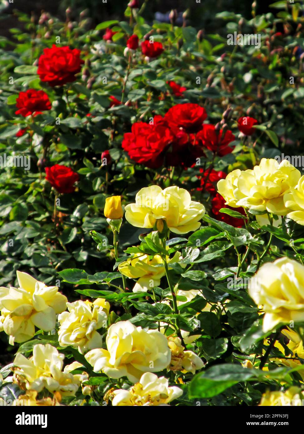 Rose bed, filled with red and yellow rose blooms Stock Photo - Alamy