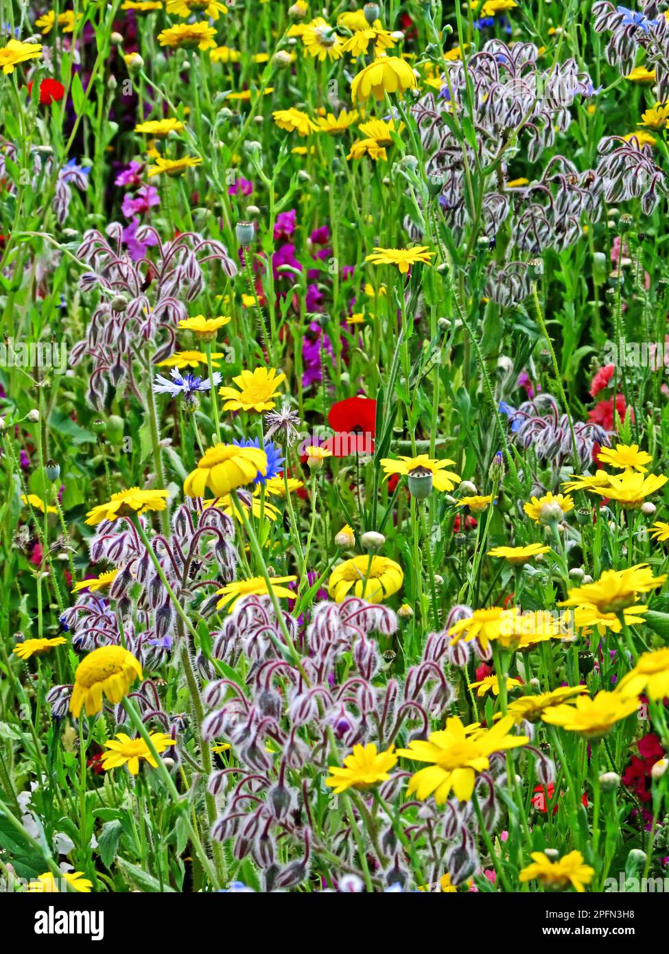 A mass of English wildflowers in full bloom and seed pods, during summer in a garden in Southern ...