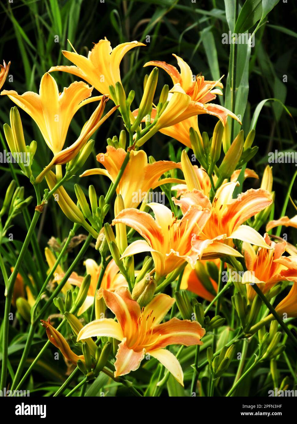 A large amount of large Orange Daylilies, Hemerocallis Fulva, flowers ...