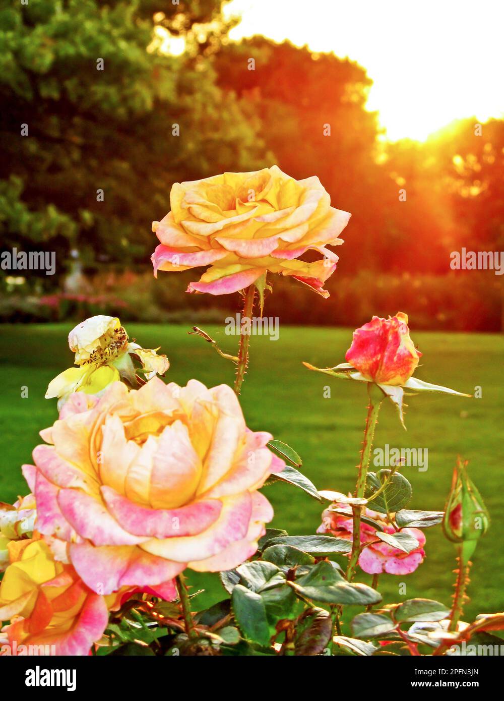 Golden thorns hi-res stock photography and images - Alamy