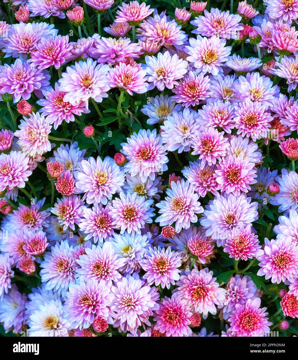 Beautiful flowers from my garden. A series of beautiful garden photos ...