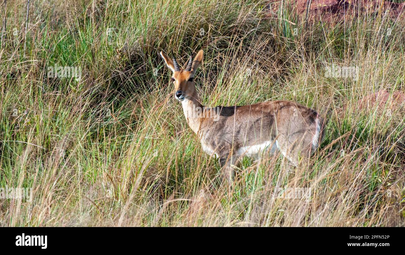 Mountain Reedbuck (Redunca fulvorufula) Marakele National Park, South ...