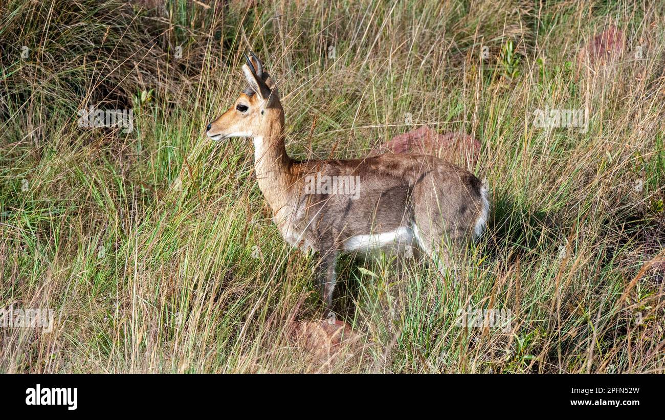 Mountain Reedbuck (Redunca fulvorufula) Marakele National Park, South ...