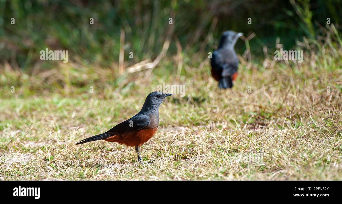 Mocking Cliff-Chat (Thamnolaea cinnamomeiventris) Marakele National ...