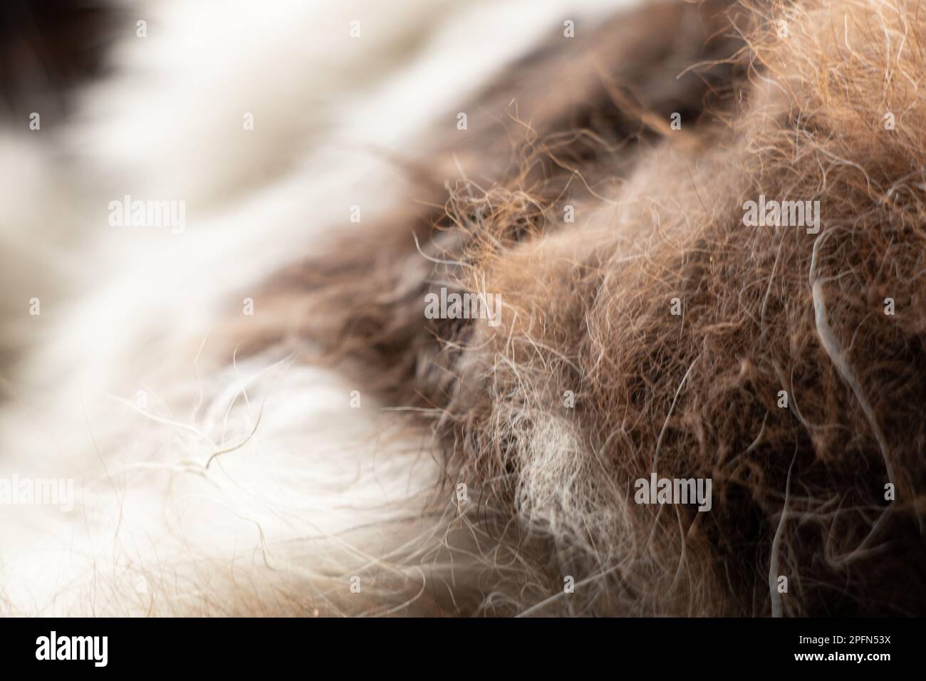 Feline wool black white cat, wool for background Stock Photo - Alamy