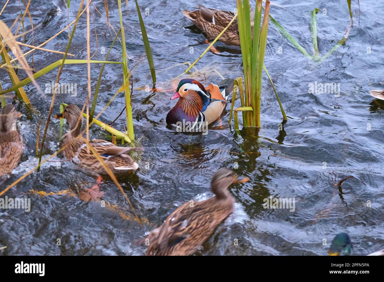 mandarin duck swimming in a pond among other ducks view 2 Stock Photo ...