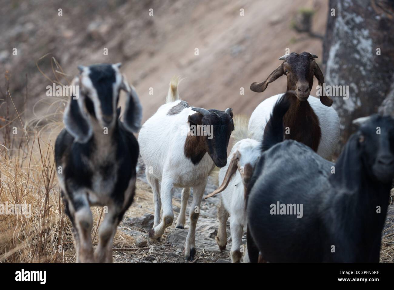 Chepang Hills Trek in Nepal Stock Photo - Alamy