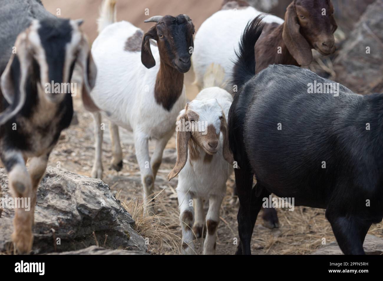 Chepang Hills Trek in Nepal Stock Photo - Alamy