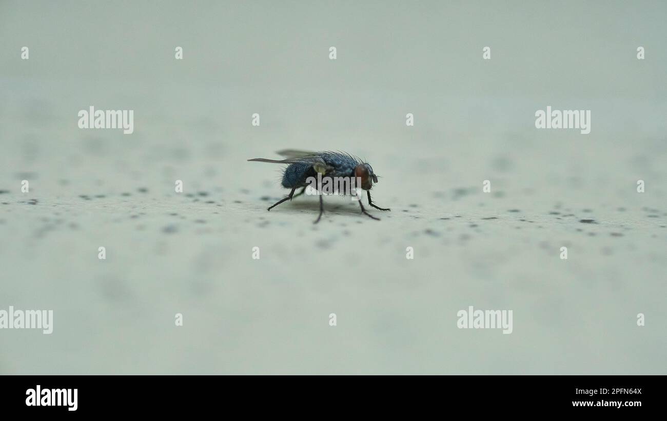 fly on gray tiles and black dot side view Stock Photo - Alamy