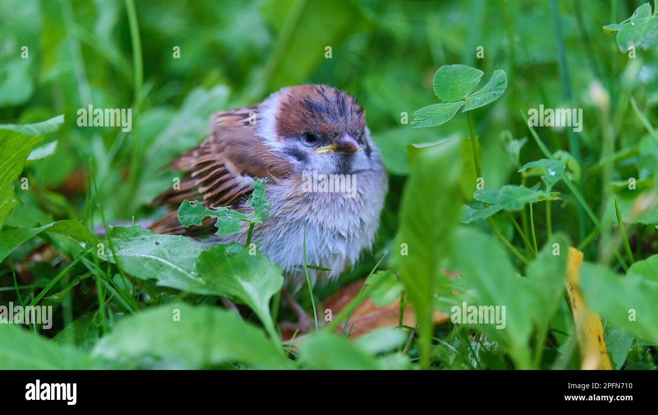 young sparrow sitting in green grass view 6 Stock Photo - Alamy