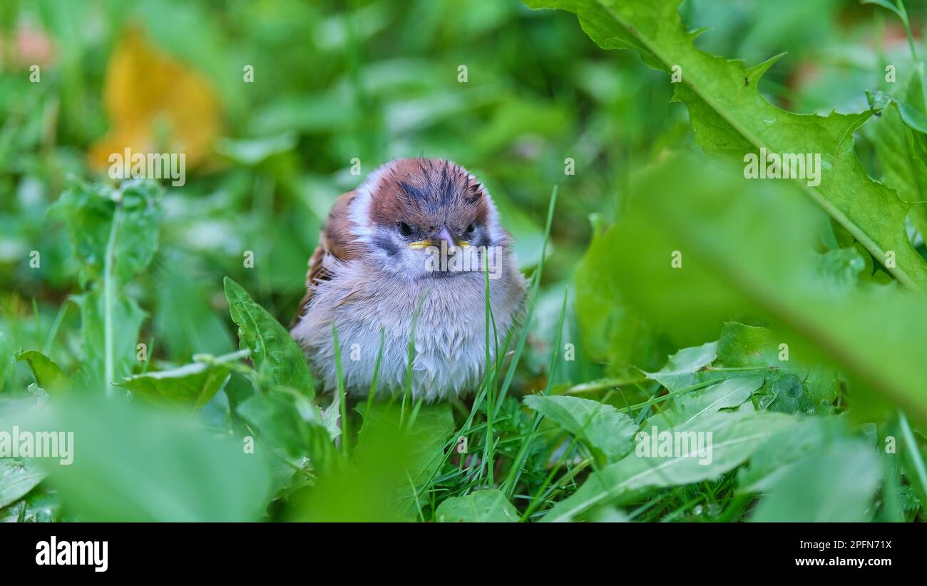 young sparrow sitting in green grass view 10 Stock Photo - Alamy
