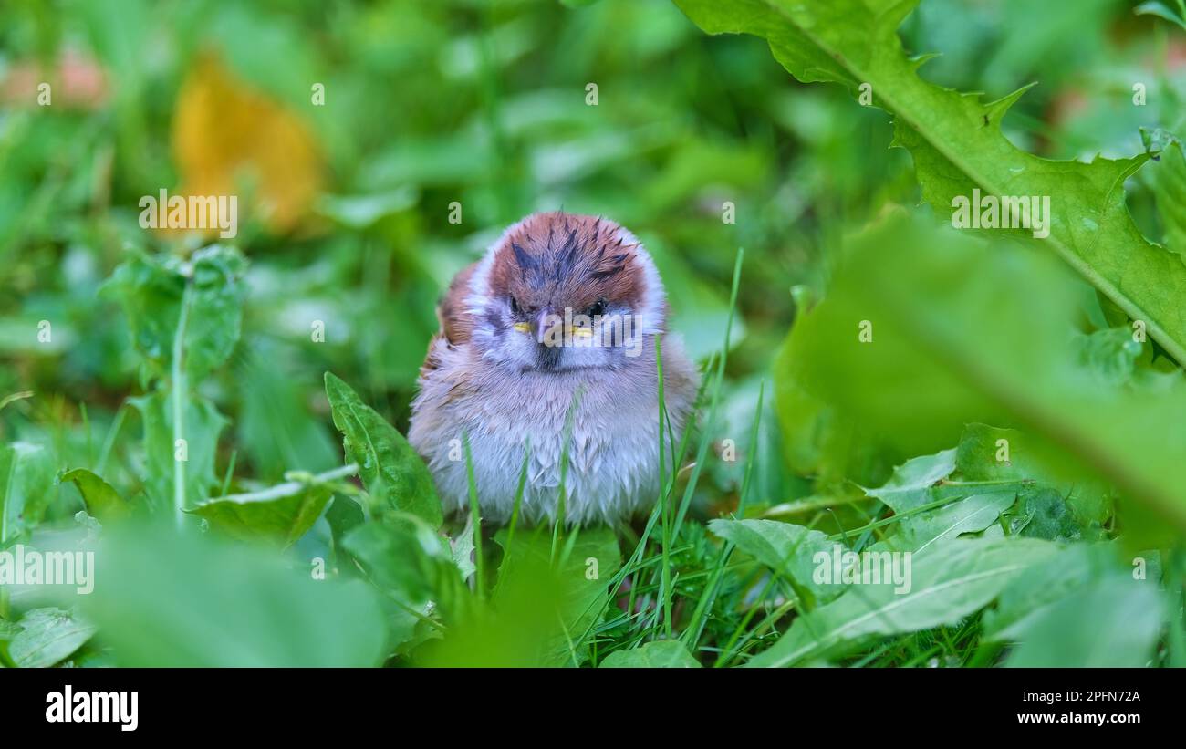 young sparrow sitting in green grass Stock Photo - Alamy