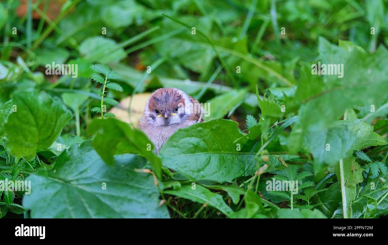 young sparrow sitting in green grass and leaves Stock Photo - Alamy