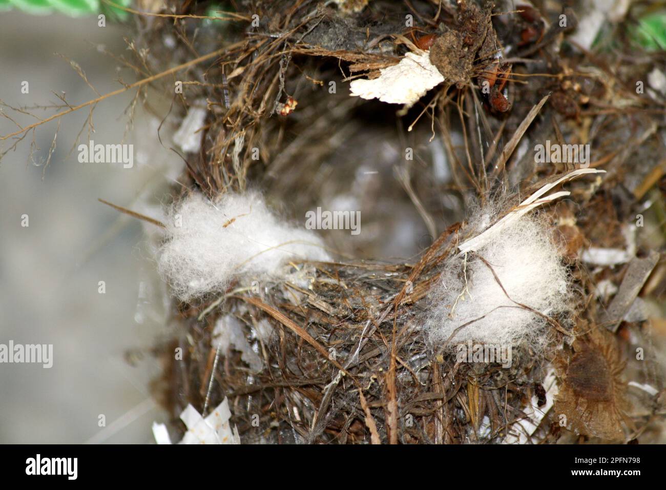 Small untidy bird hi-res stock photography and images - Alamy