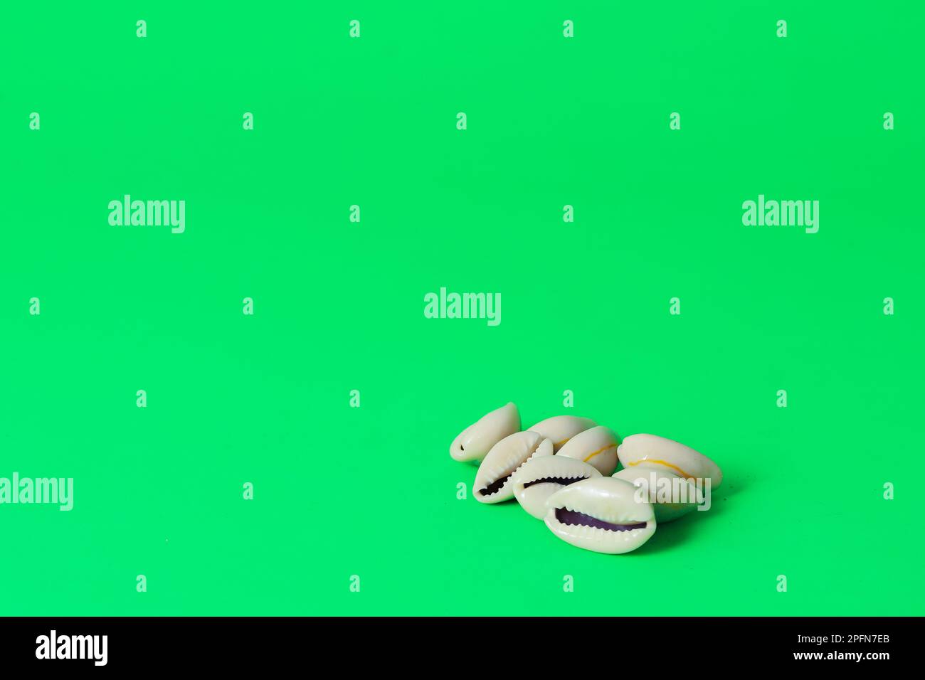 cowri shells kept together as part of Hindu puja rituals. these mollusk ...