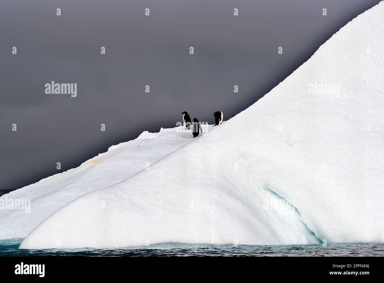 Antarctic Peninsula, Adelie Penguins (Pygoscelis adeliae Stock Photo ...