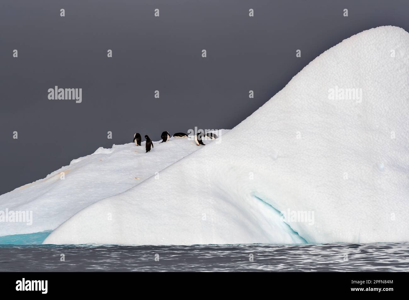 Antarctic Peninsula, Adelie Penguins (Pygoscelis adeliae Stock Photo ...
