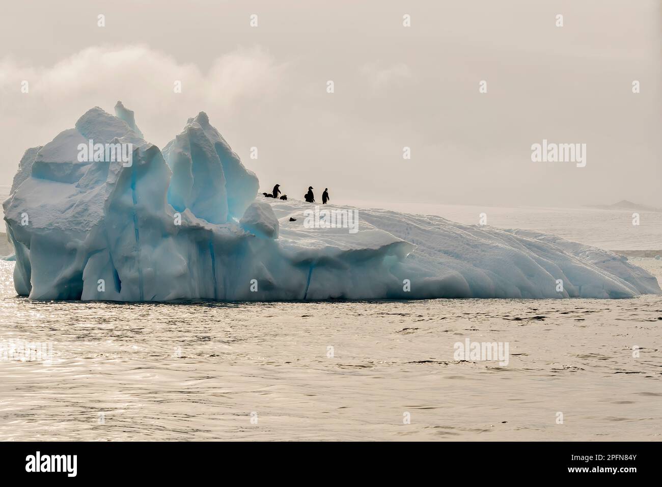 Resting adelie penguins hi-res stock photography and images - Alamy
