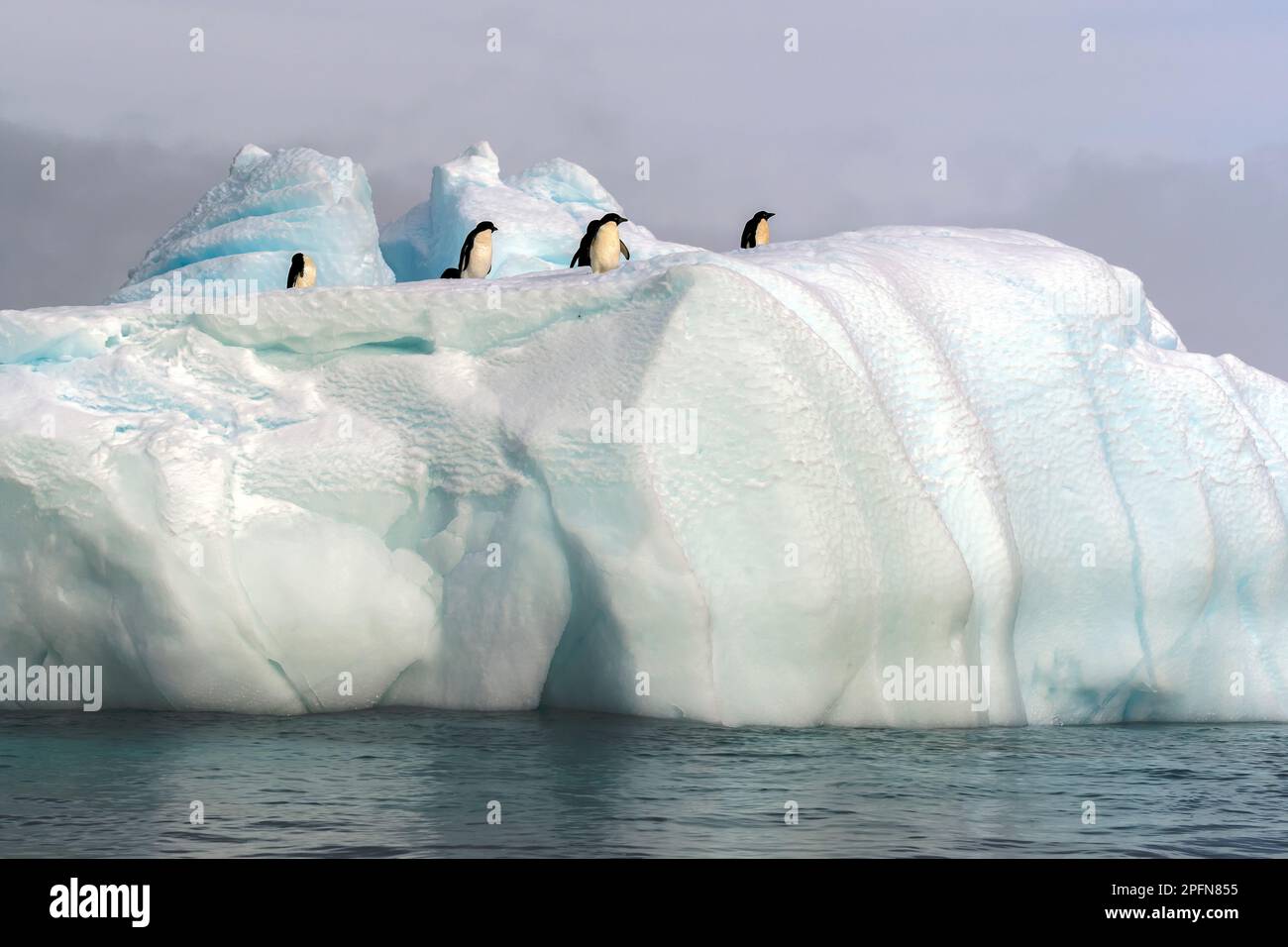 Antarctic Peninsula, Adelie Penguins (Pygoscelis adeliae Stock Photo ...