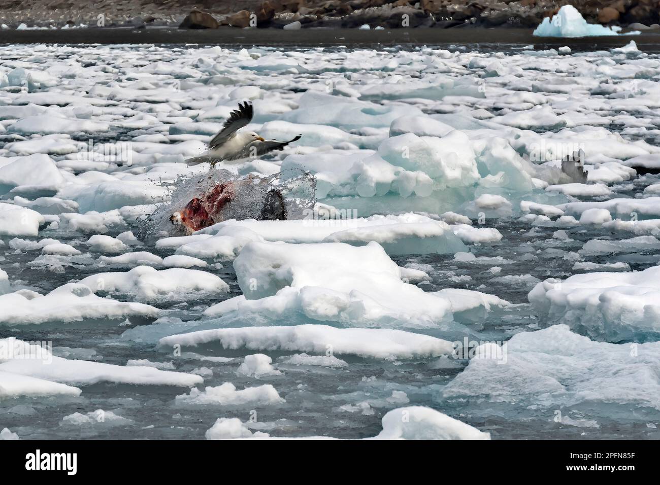 Antarctic Peninsula, Leopard Seal (Hydrurga leptonyx Stock Photo - Alamy