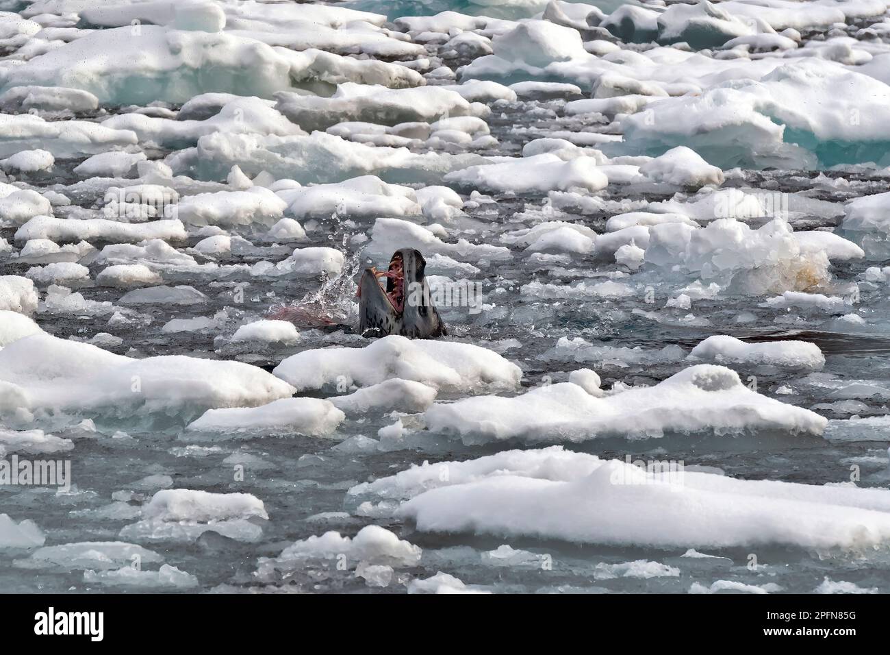 Antarctic Peninsula, Leopard Seal (Hydrurga leptonyx Stock Photo - Alamy